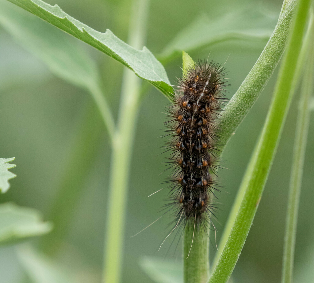 Tiger Moths from Cochise County, AZ, USA on August 21, 2022 at 09:43 AM ...
