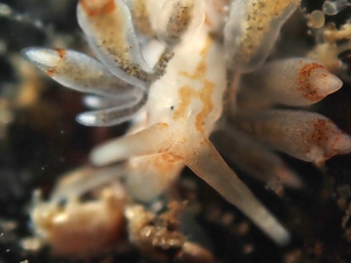 Eubranchus agrius · iNaturalist