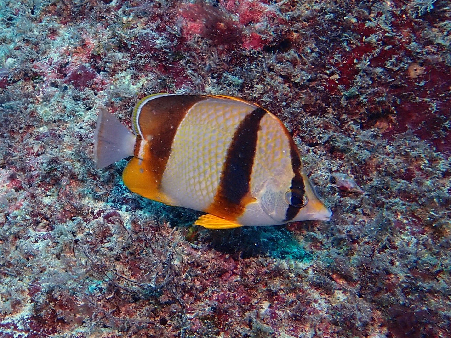 Chaetodon robustus Günther, 1860