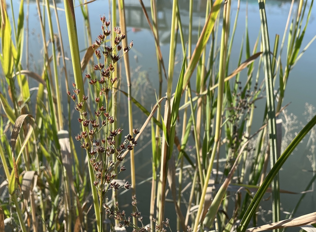 pointed rush from Ladner, Delta, BC, Canada on August 21, 2022 at 05:51 ...
