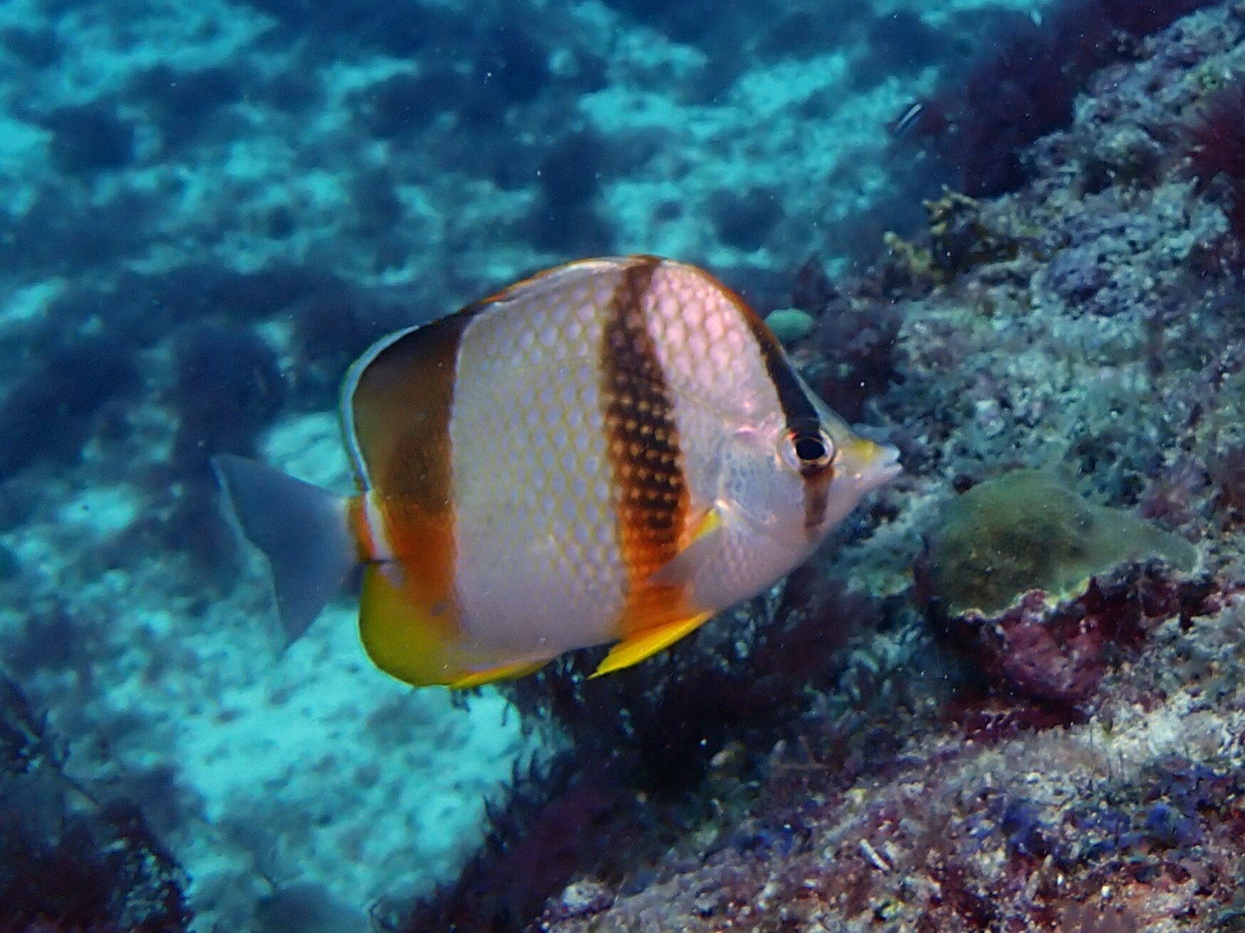 Chaetodon robustus Günther, 1860