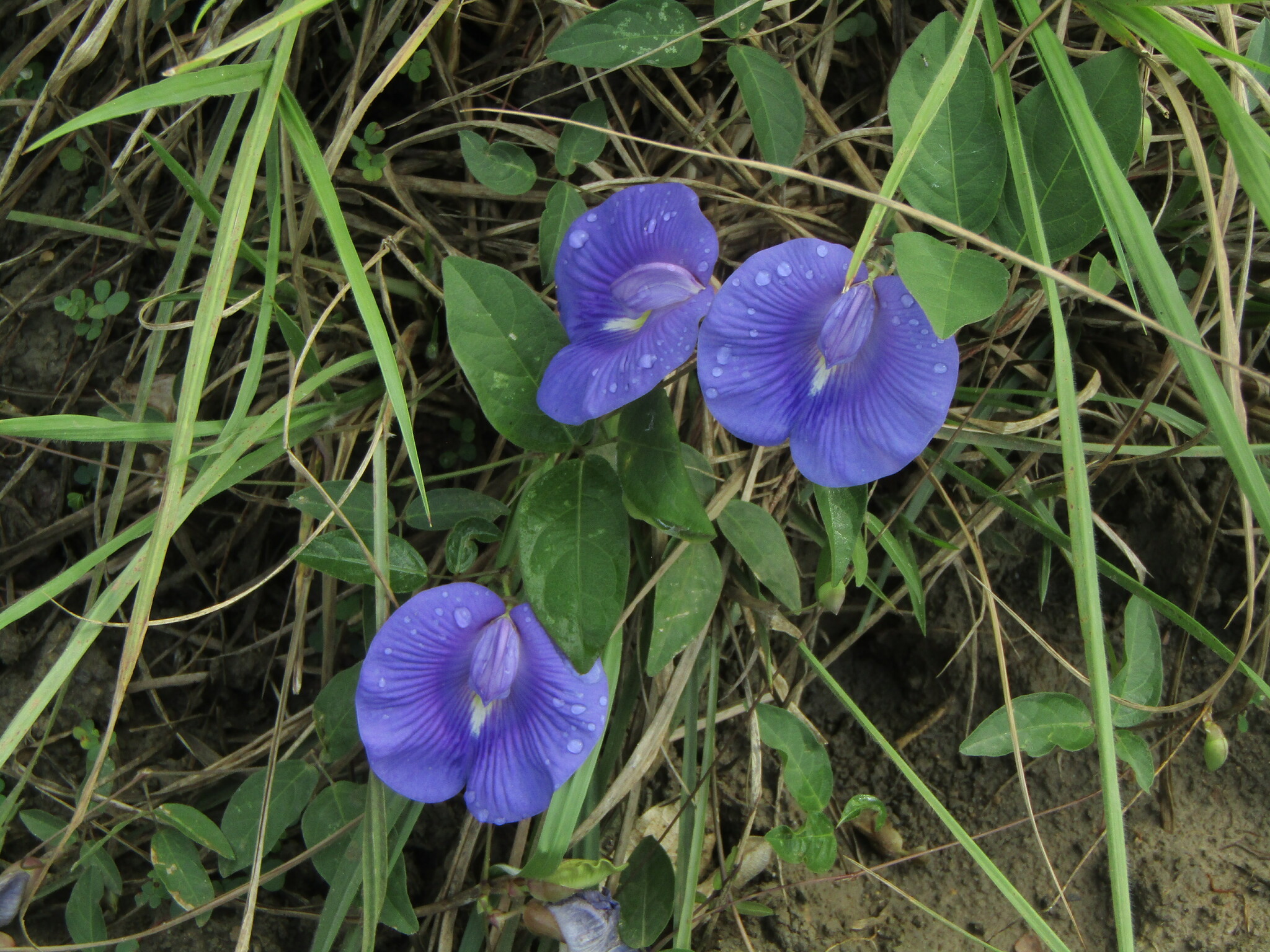 Centrosema brasilianum (L.) Benth.