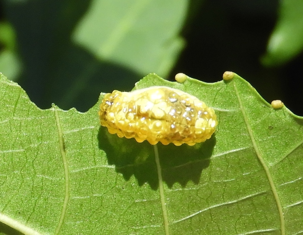 Acraga from Mazatlán, Sin., México on August 09, 2018 at 11:36 AM by ...