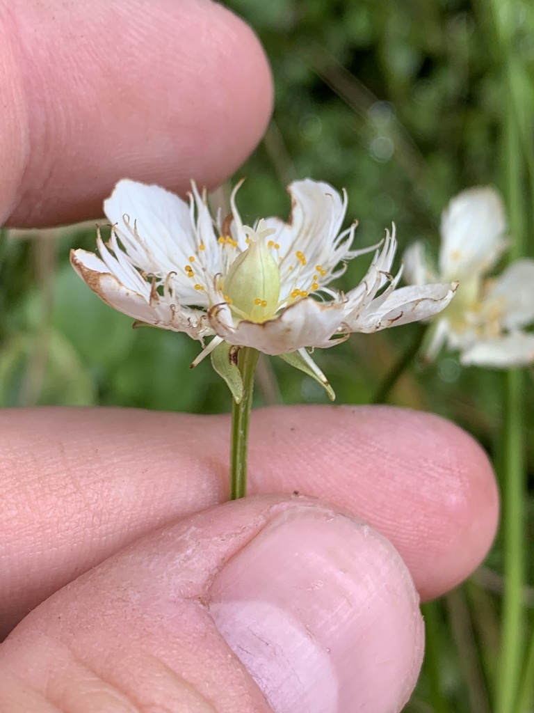 San Bernardino Grass of Parnassus (Parnassia cirrata) - Botanical Realm