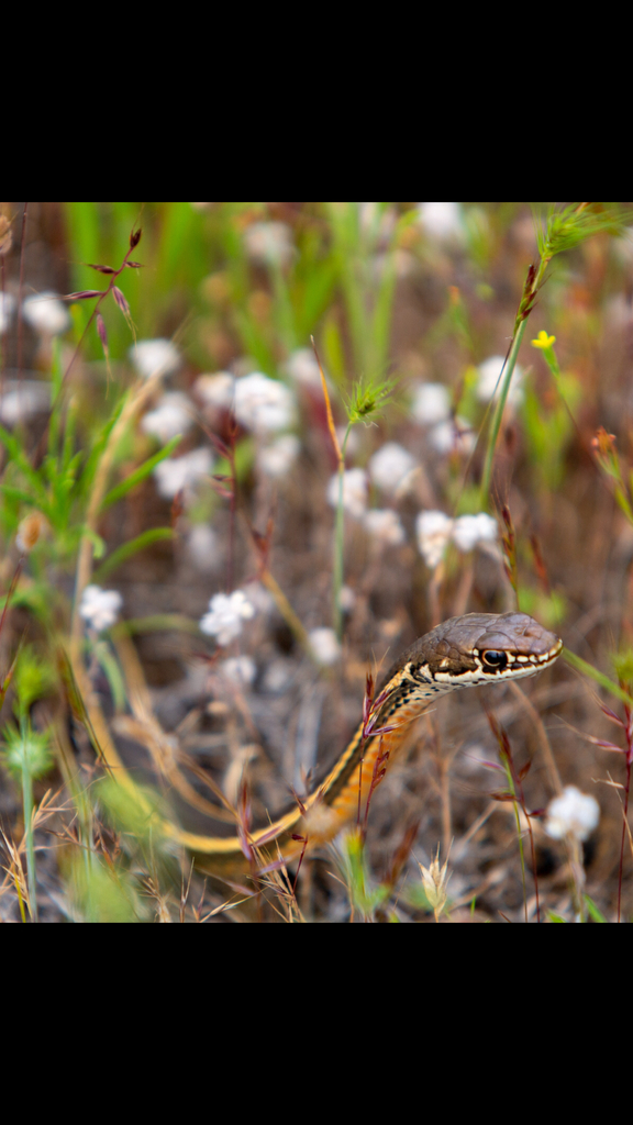 California Striped Racer from Hyampom on May 26, 2022 by ggcraig ...