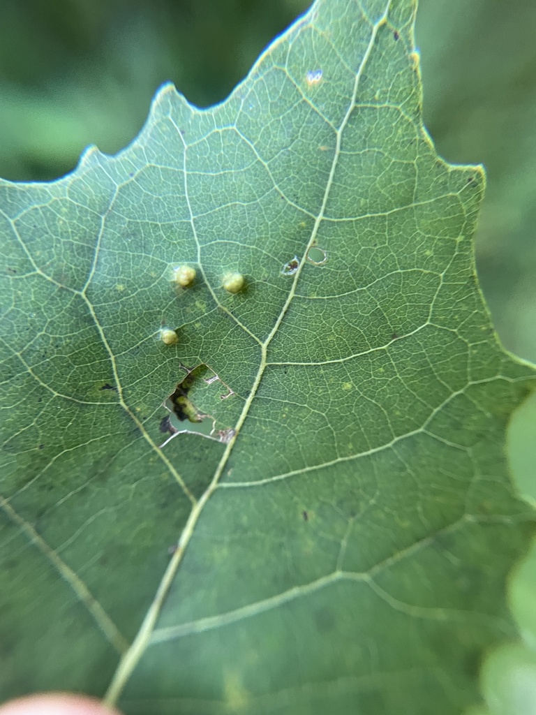 Phyllocoptes didelphis from Jefferson, Wooster, OH, US on September 07 ...