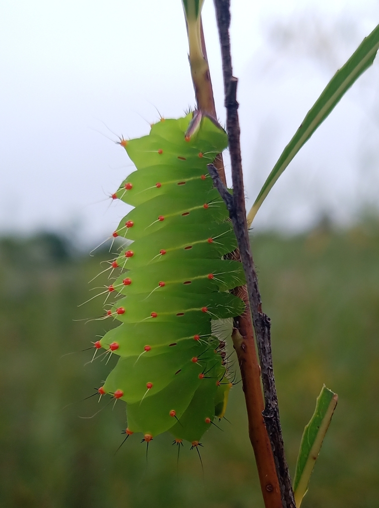 tussar moths from Aurora, IL 60505, USA by Paul Beck · iNaturalist