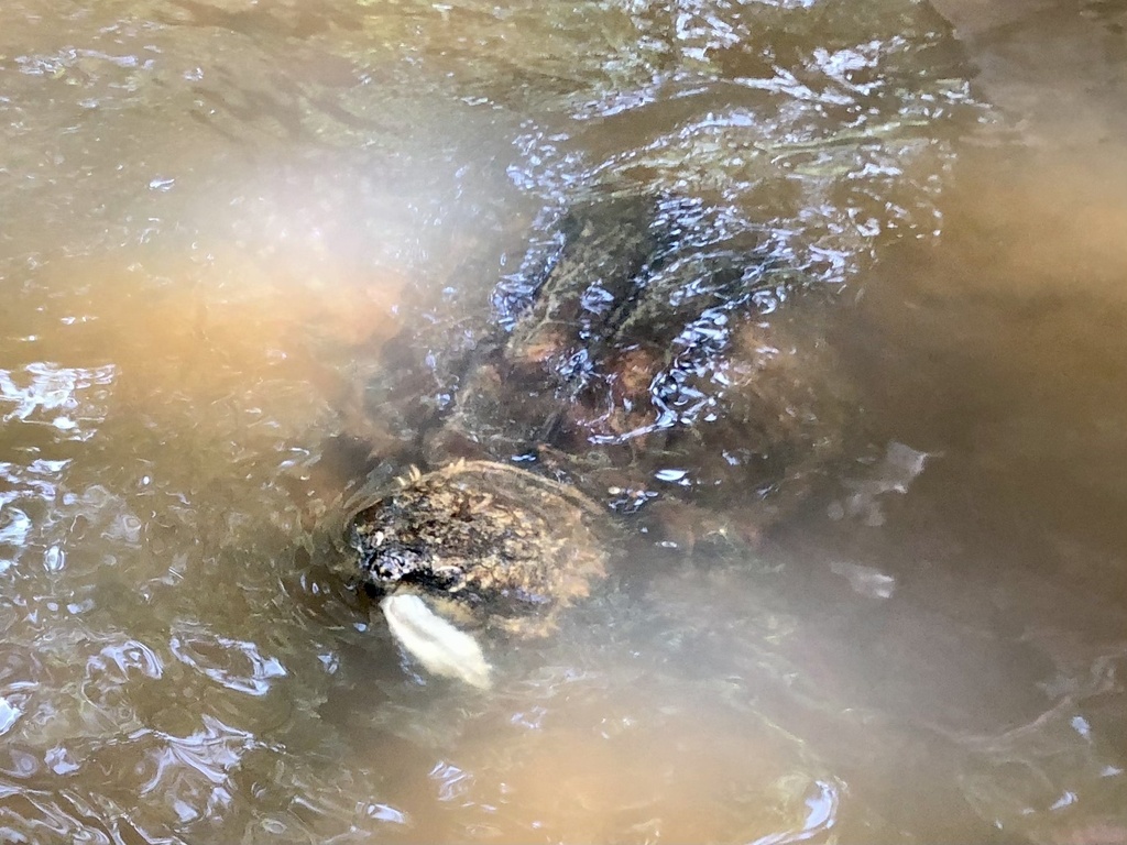 Alligator Snapping Turtle in September 2022 by John Trent · iNaturalist