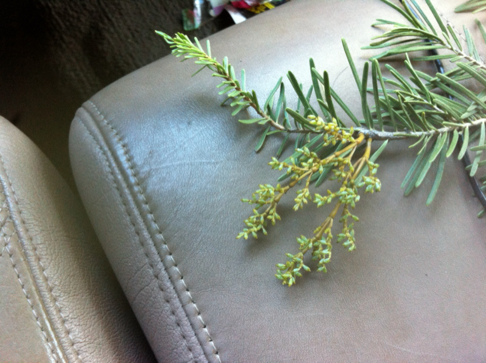 Fir Dwarf-Mistletoe (Arceuthobium abietinum) - Botanical Realm