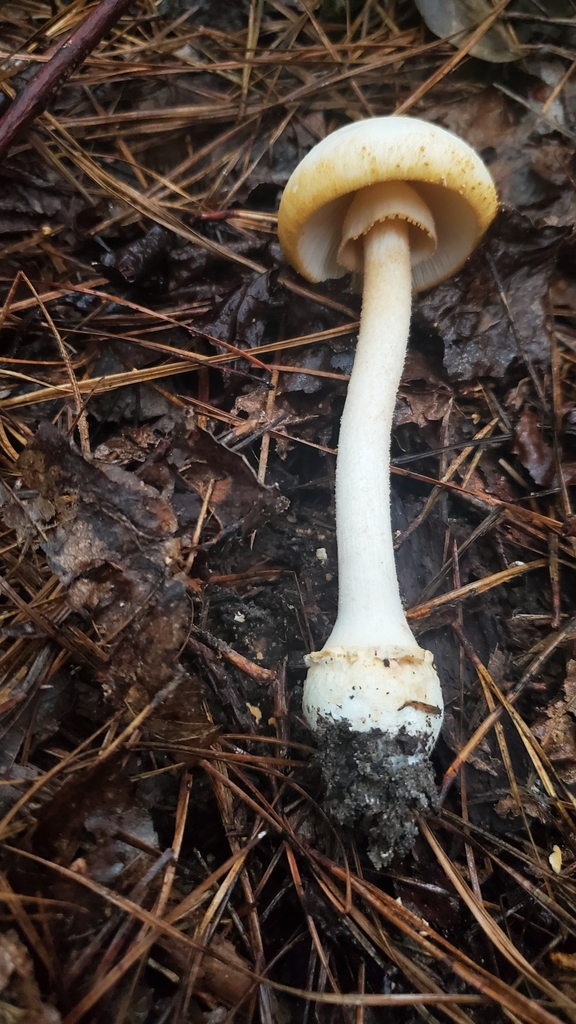 Rose-Tinted Amanita from Sam D. Hamilton Noxubee National Wildlife ...