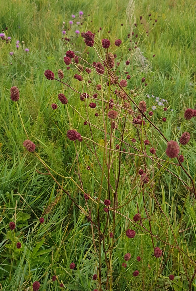 Great burnet from Bayan-Uul, Mongolia on August 28, 2022 at 10:21 AM by ...