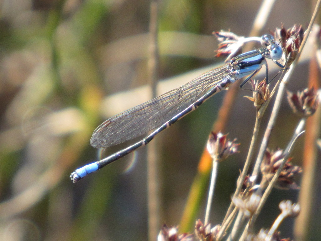 Paiute Dancer in August 2018 by smwhite. Another Paiute Dancer for ...