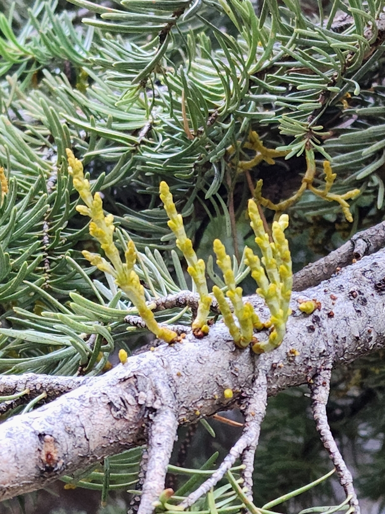 Western Dwarf-Mistletoe from Mt Charleston, NV 89124, USA on September ...