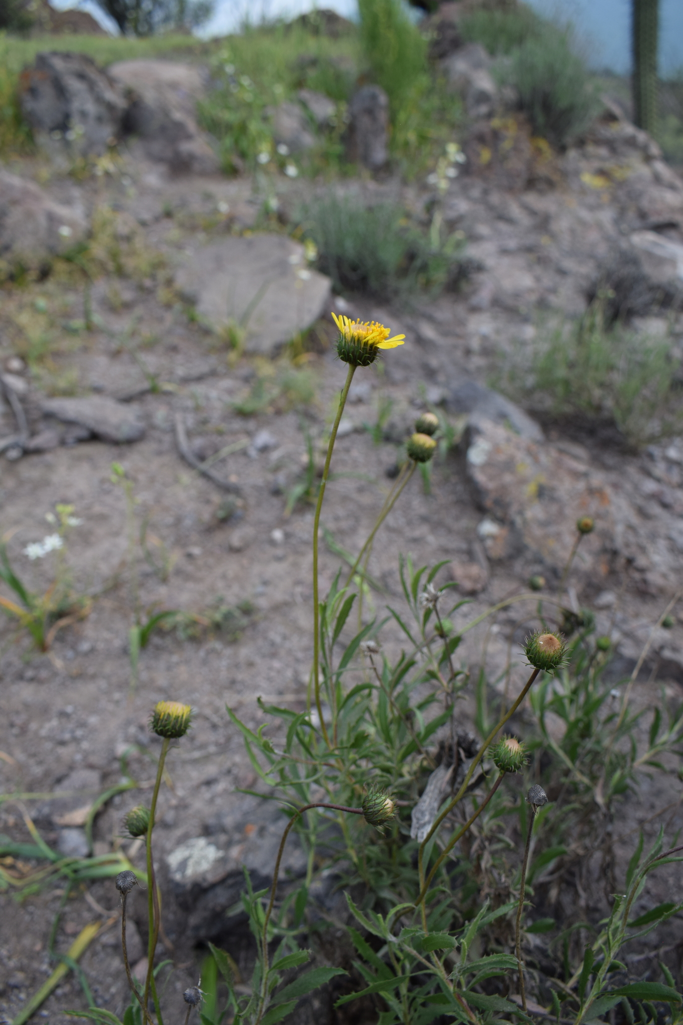 Haplopappus uncinatus Phil.