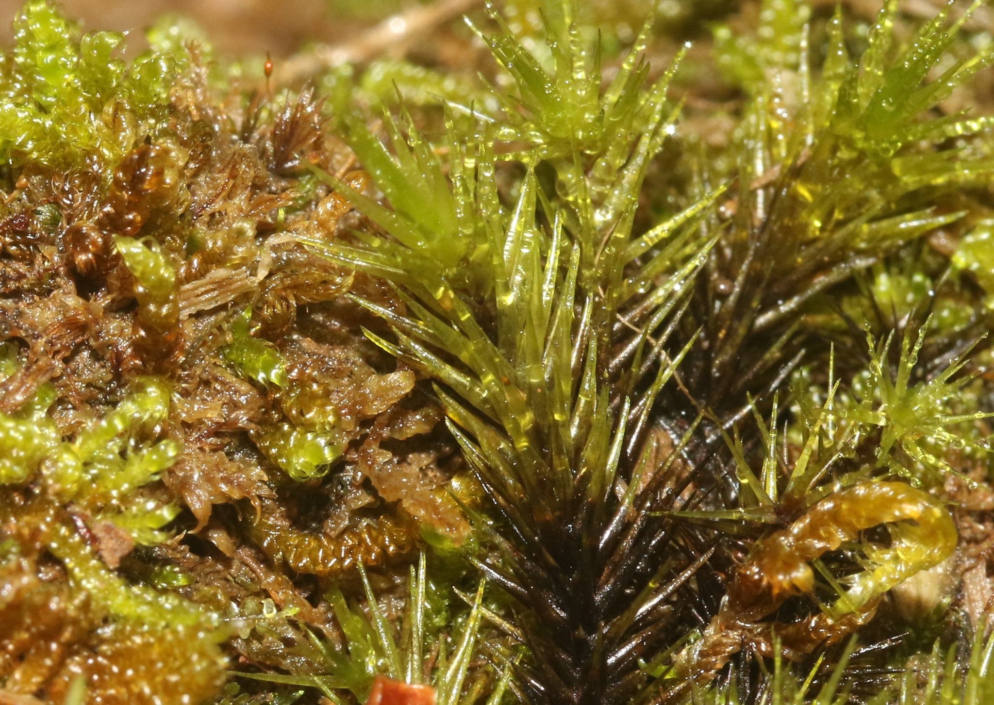 Campylopus umbellatus Paris, 1894