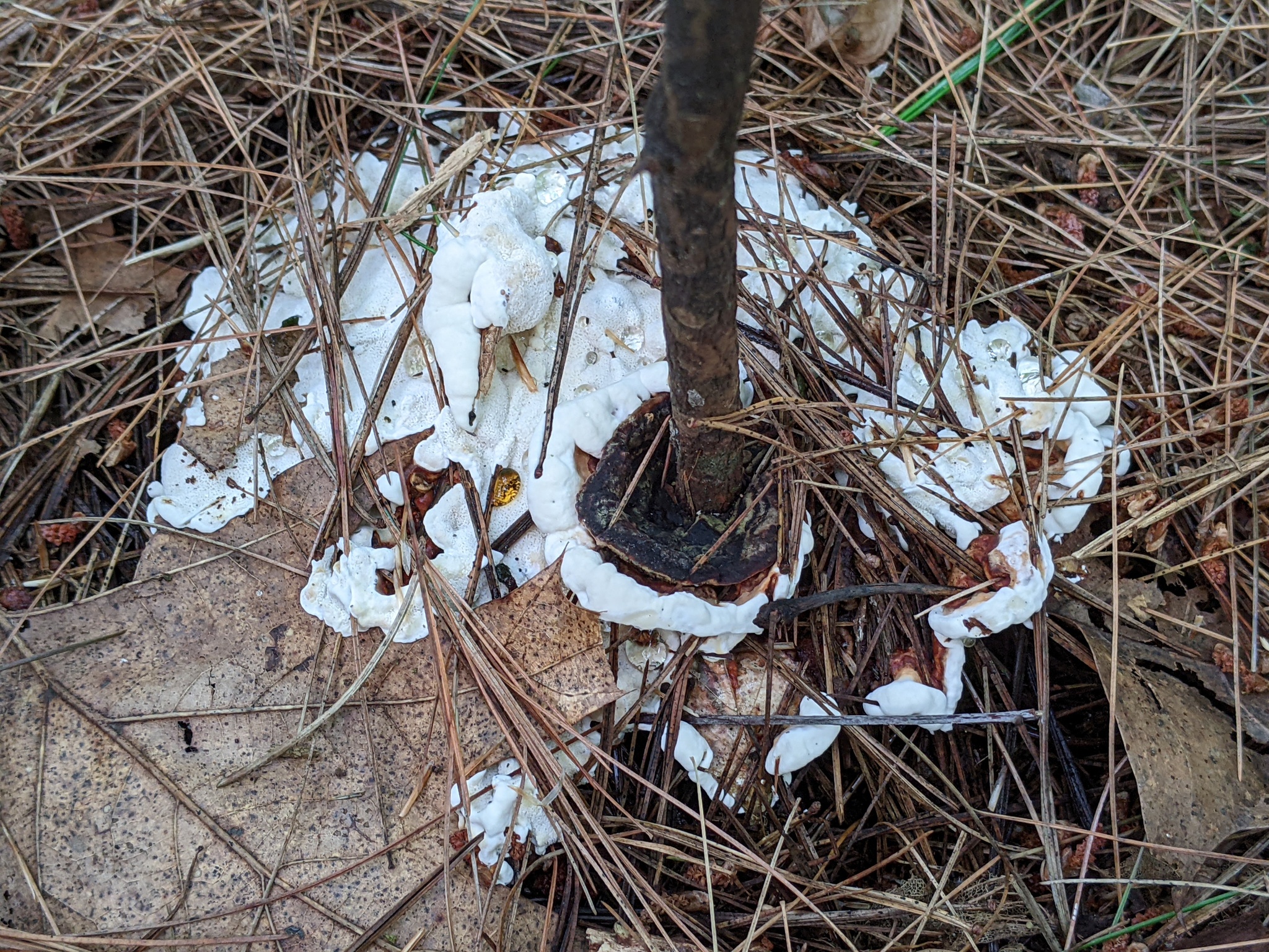 Heterobasidion irregulare Garbel. & Otrosina