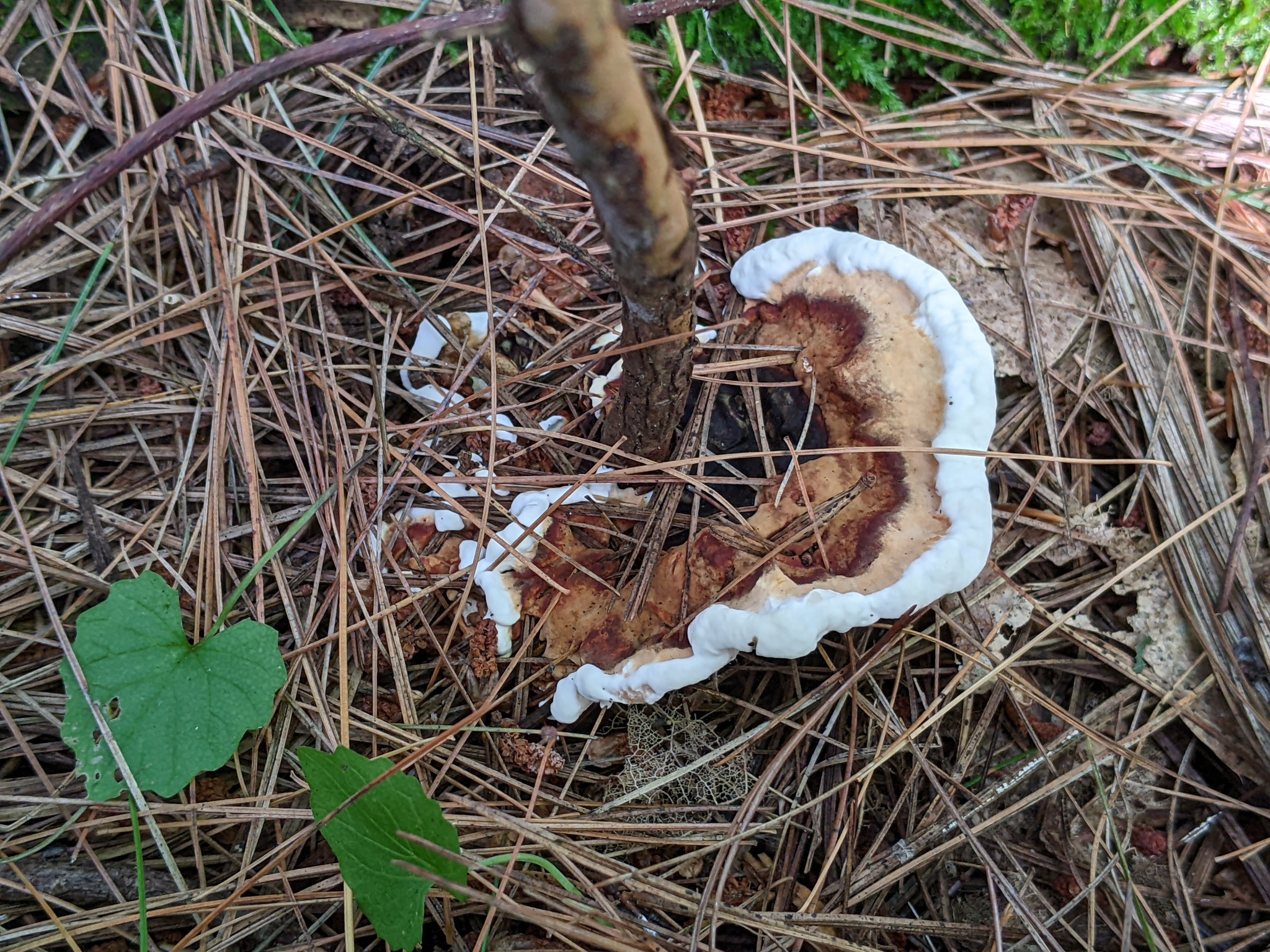 Heterobasidion irregulare Garbel. & Otrosina