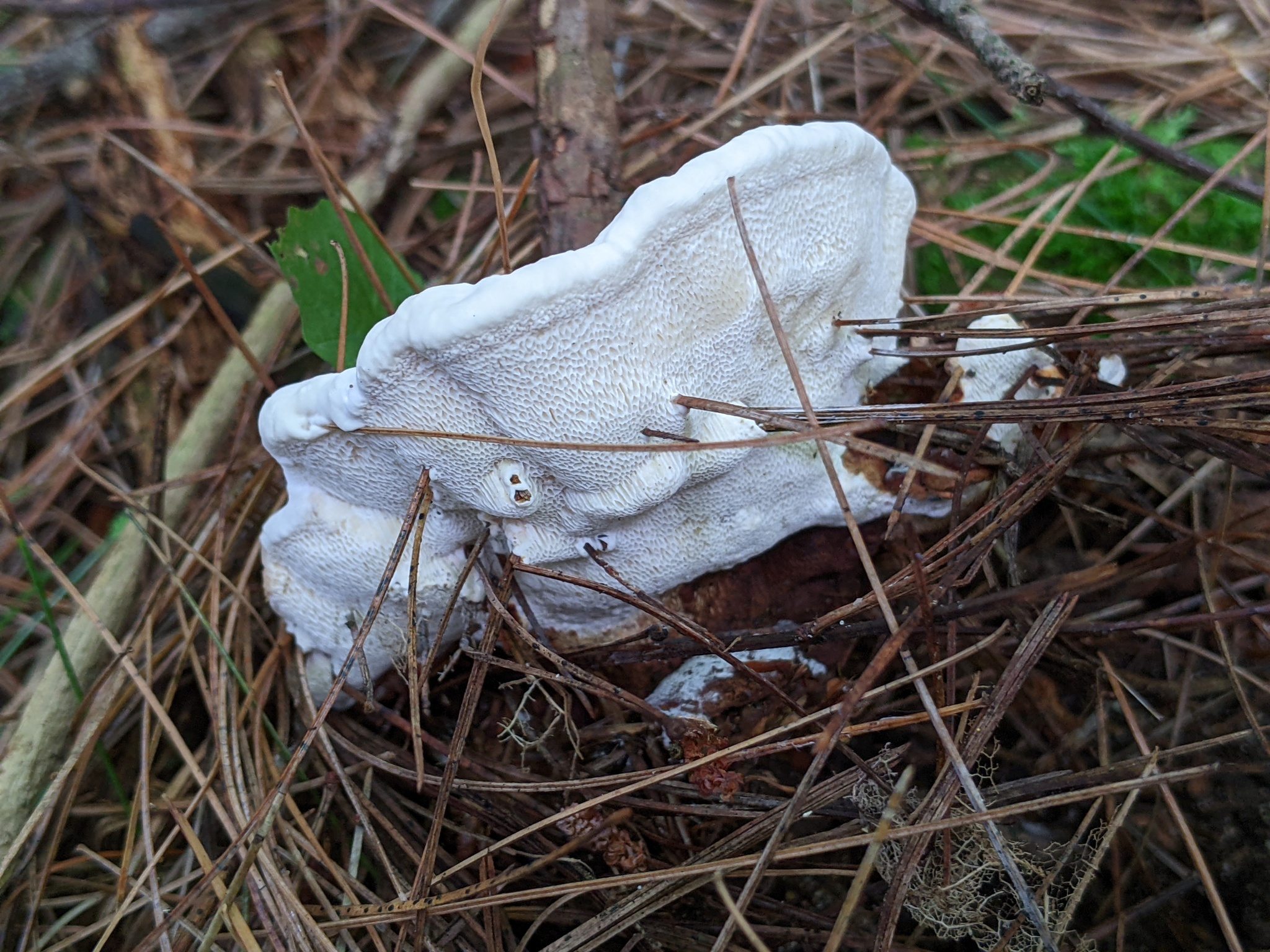 Heterobasidion irregulare Garbel. & Otrosina