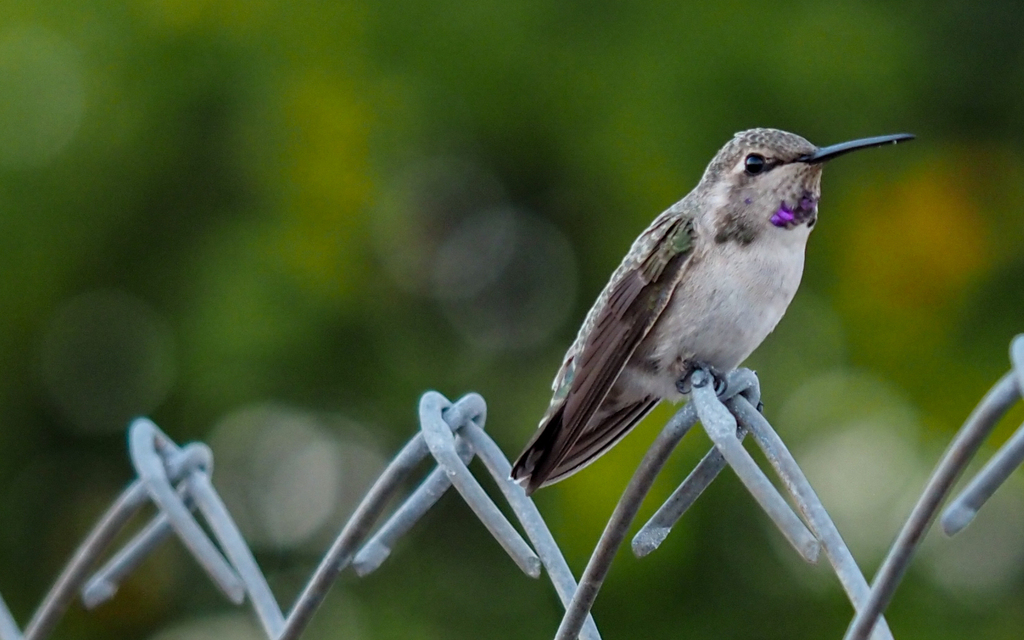 Costa's Hummingbird in August 2022 by kingsgate · iNaturalist