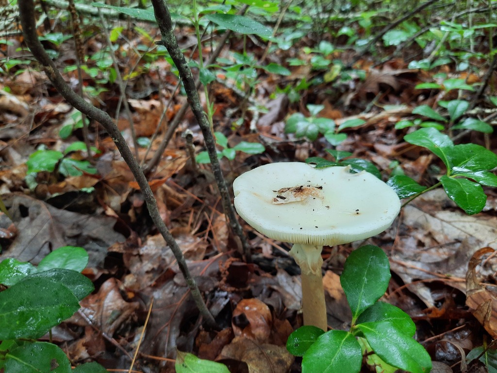 False Death-cap from Plymouth, MA, USA on July 14, 2021 at 11:11 AM by ...