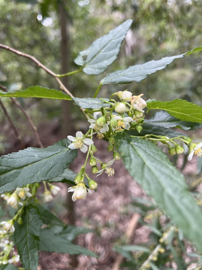 Hemp Bush from Darebin Creek Trl, Thornbury, VIC, AU on September 8 ...
