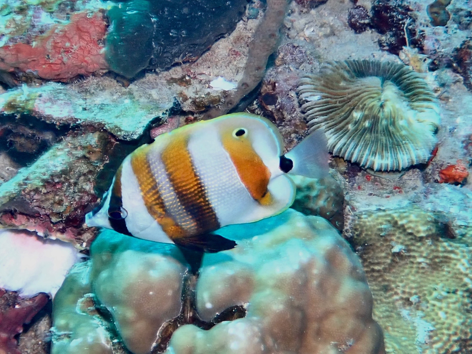 Coradion chrysozonus (Cuvier, 1831)