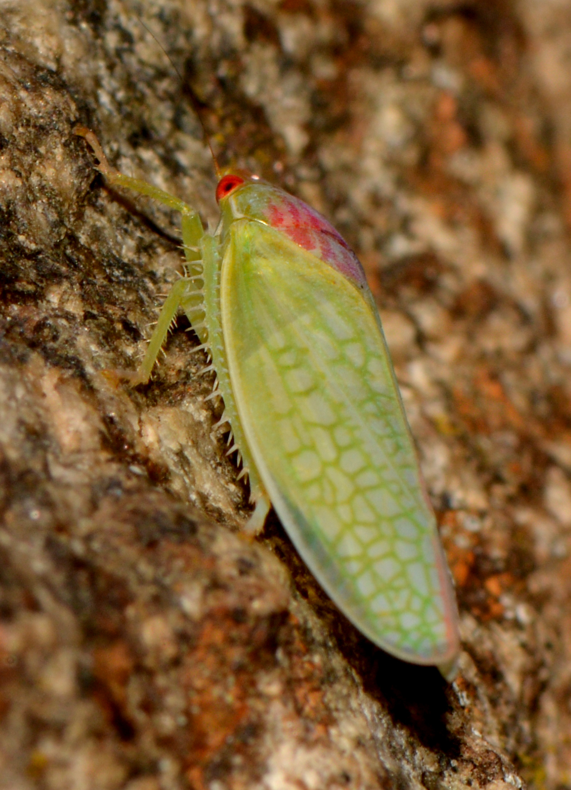 Gyponana octolineata (Say, 1825)