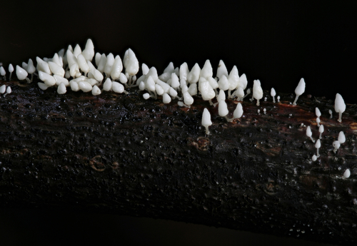 Physalacria orinocensis · iNaturalist