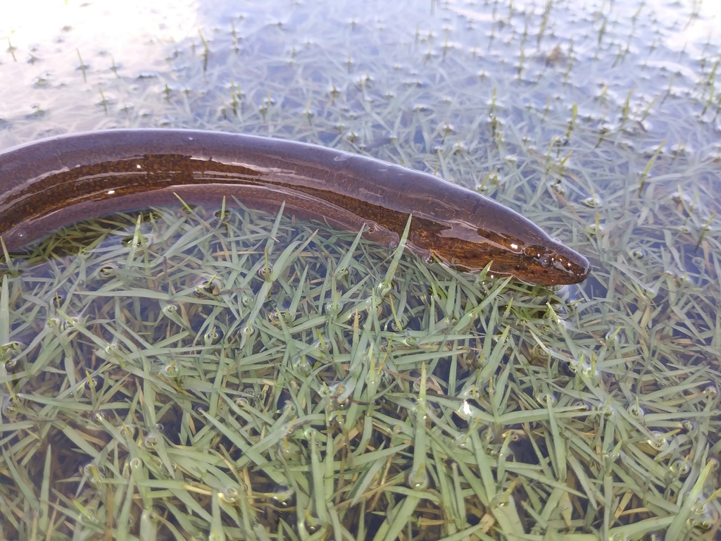 Asian Swamp Eel (Monopterus albus) - Marine Life Identification