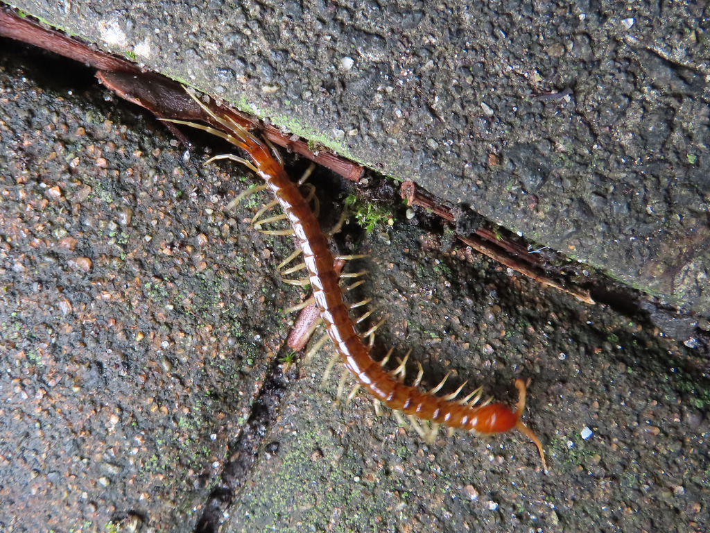Red Centipedes from Район Аоба, Сендай, Мияги, Япония on August 31 ...