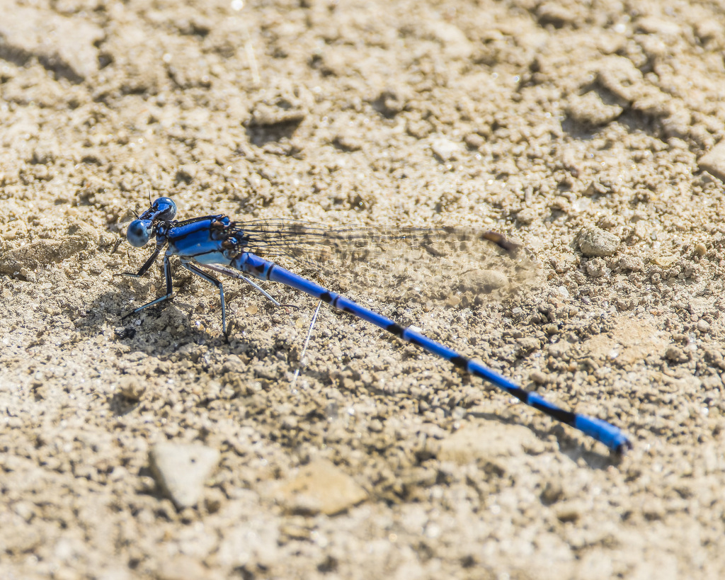 Springwater Dancer in September 2022 by Kevin Shrock · iNaturalist
