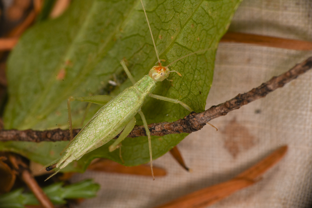 Common Tree Crickets from Siskiyou County, CA, USA on September 03 ...