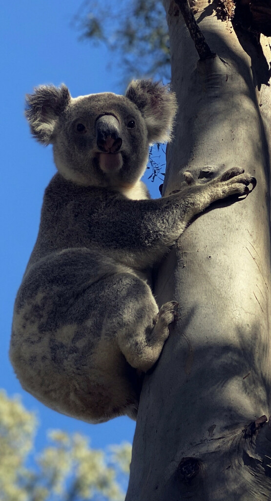 Koala from Rural Fire Brigade & Oval Mondure 4611 on September 2, 2022 ...