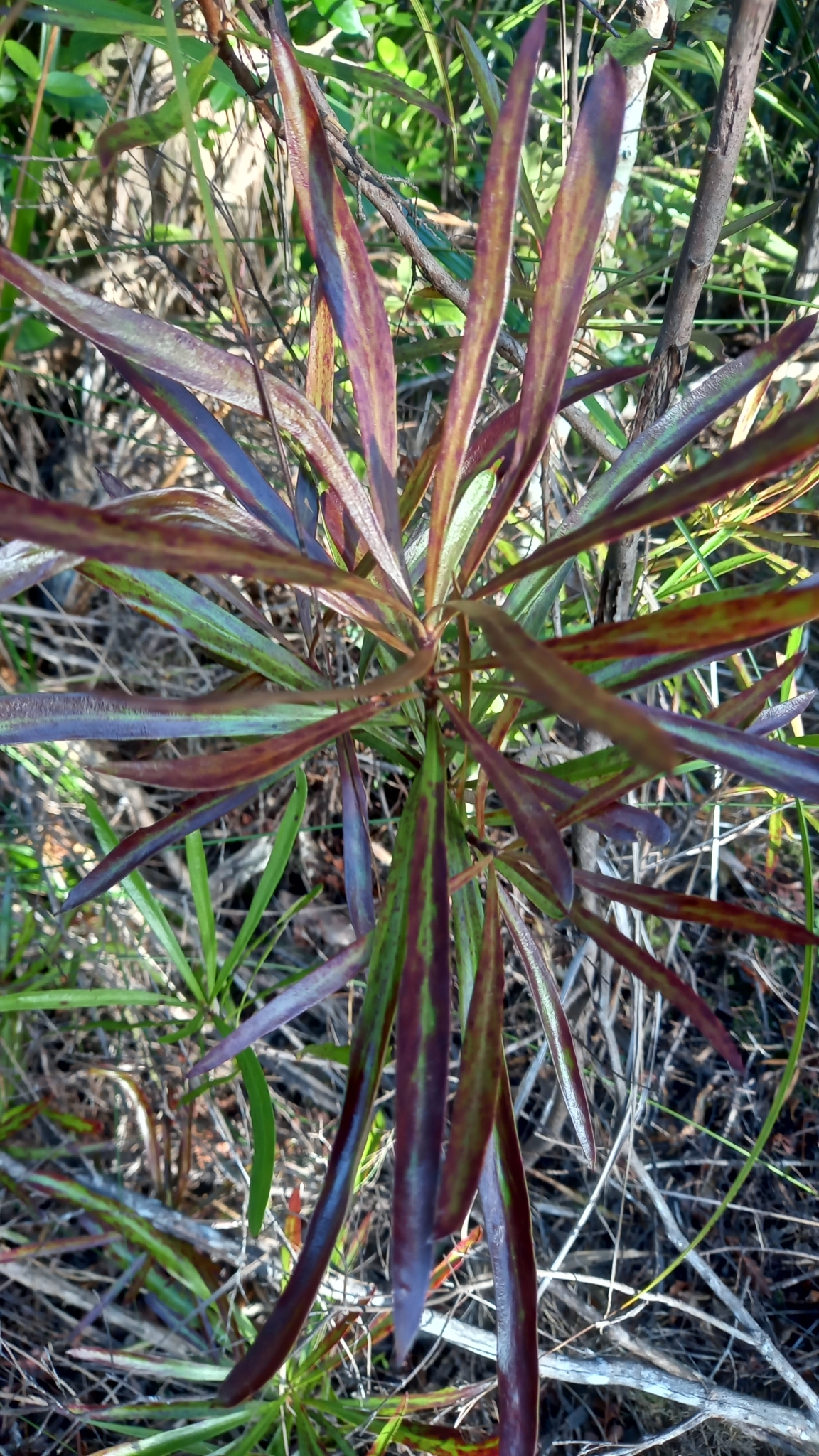 Toronia L.A.S.Johnson & B.G.Briggs