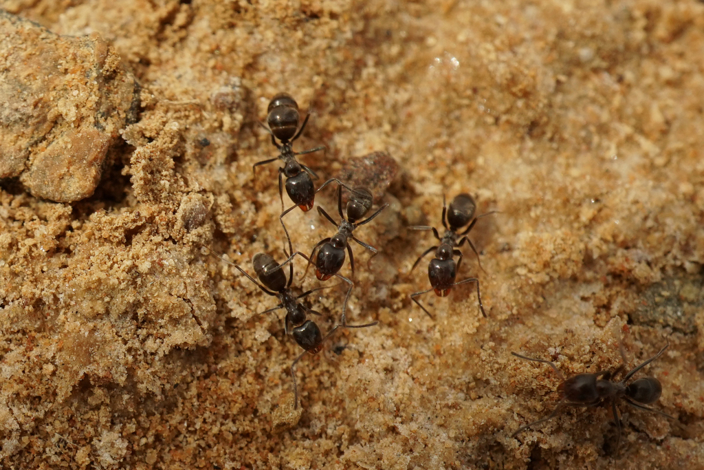Rainbow, Tyrant, and Meat Ants from Unincorp. Flinders Ranges, South ...