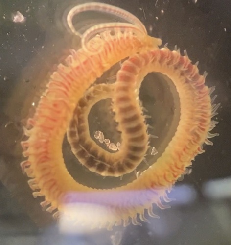 Spio setosa · iNaturalist Mexico