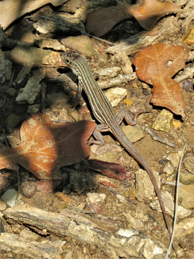 Common Spotted Whiptail from Lake Mineral Wells State Park, Parker Co ...