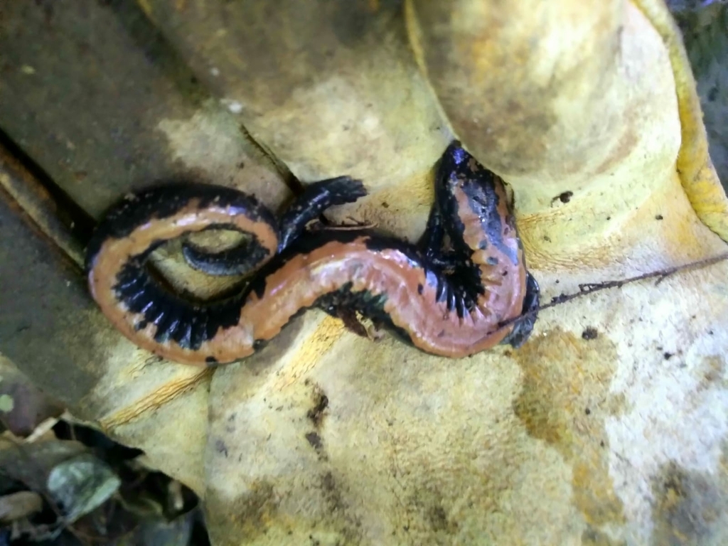 Broadfoot Mushroomtongue Salamander from Paseo Nuevo, Ver., México on ...