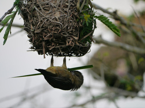 Photo 228600, (c) 116916927065934112165, some rights reserved (CC BY ...