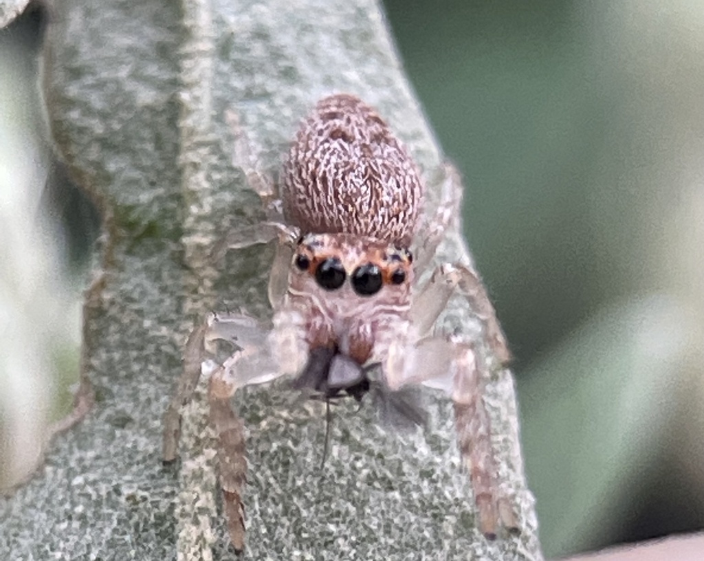 Garden Jumping Spiders from Boundary Tk E, Frankston South, VIC, AU on ...