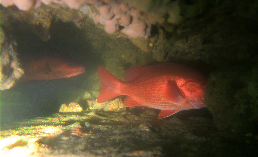 African Brown Snapper (Lutjanus dentatus) - Marine Life Identification