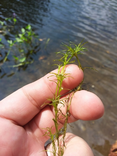 slender water-nymph (ADIRONDACK RESEARCH GUIDEBOOK) · iNaturalist