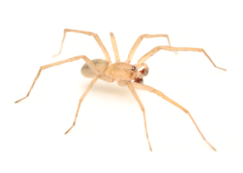 Zorocrates karli · iNaturalist