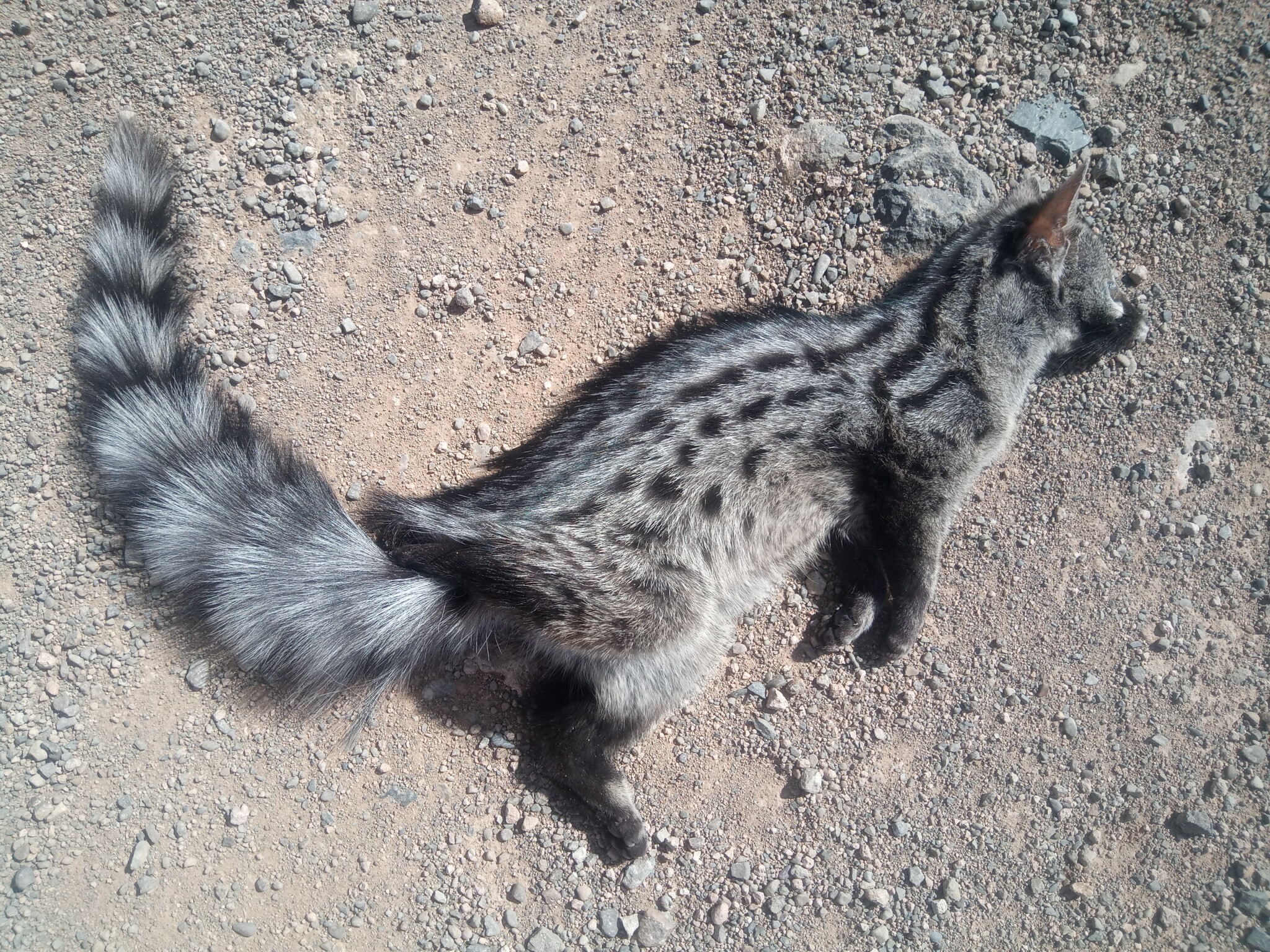 Genetta genetta felina (Thunberg, 1811)