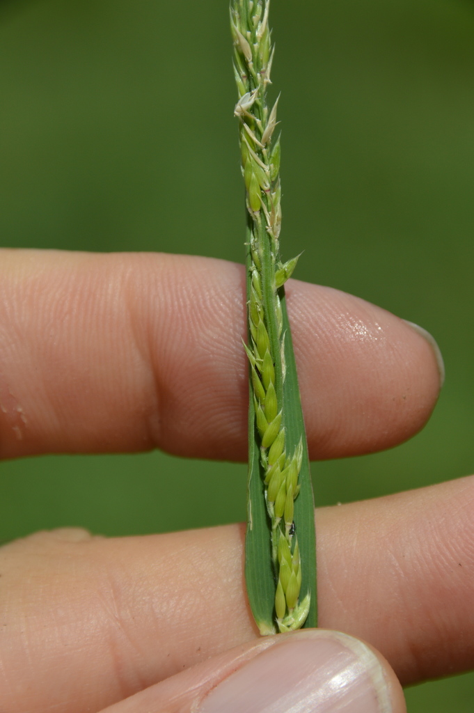 Prairie Cupgrass (Plants of Lake Arrowhead State Park, TX) · iNaturalist