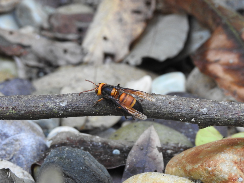 Southern Giant Hornet in November 2021 by Saniya Chaplod · iNaturalist