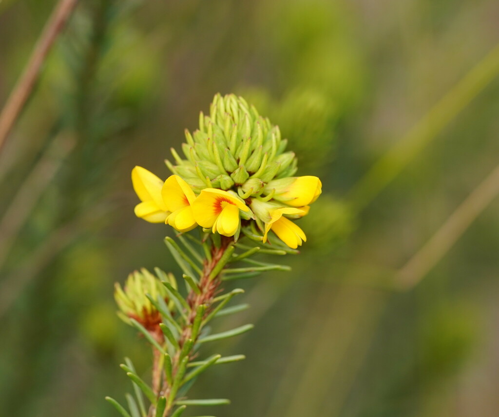 swamp bush-pea from Tynong North VIC 3813, Australia on September 7 ...