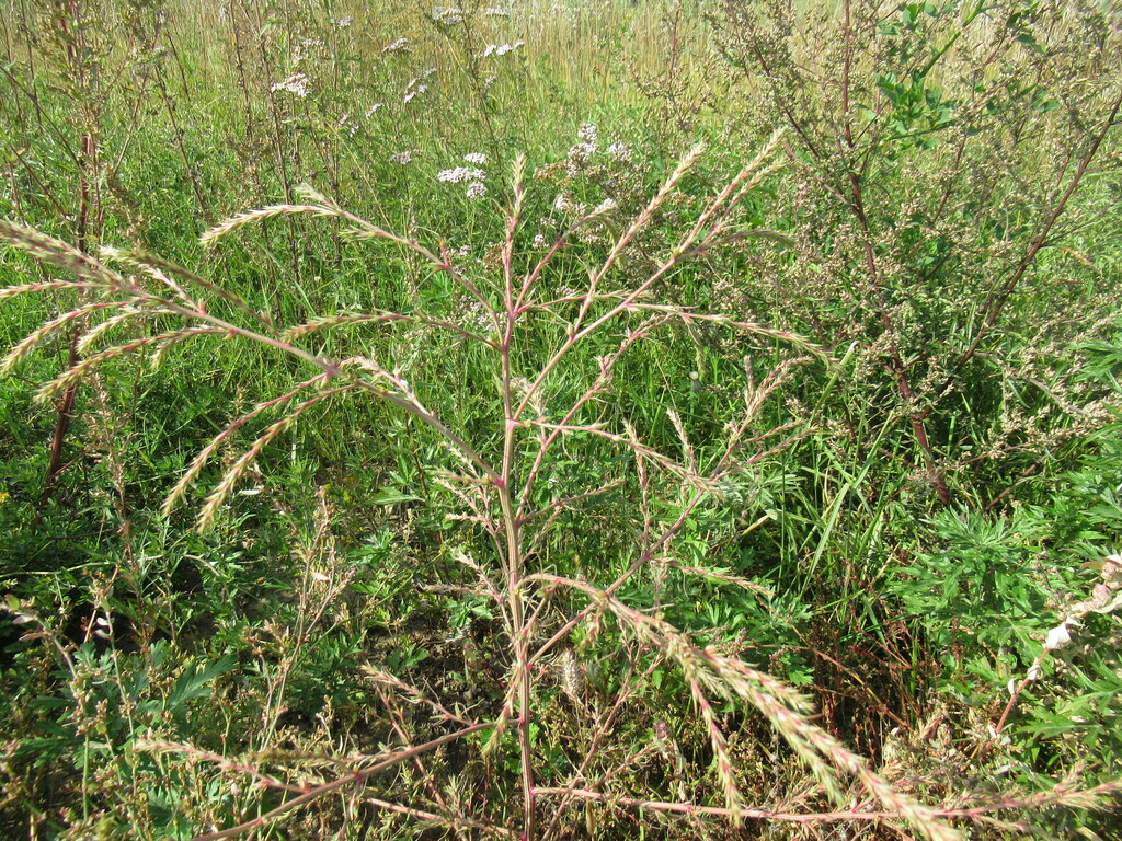 Slender Russian-thistle from Усольский р-н, Иркутская обл., Россия on ...