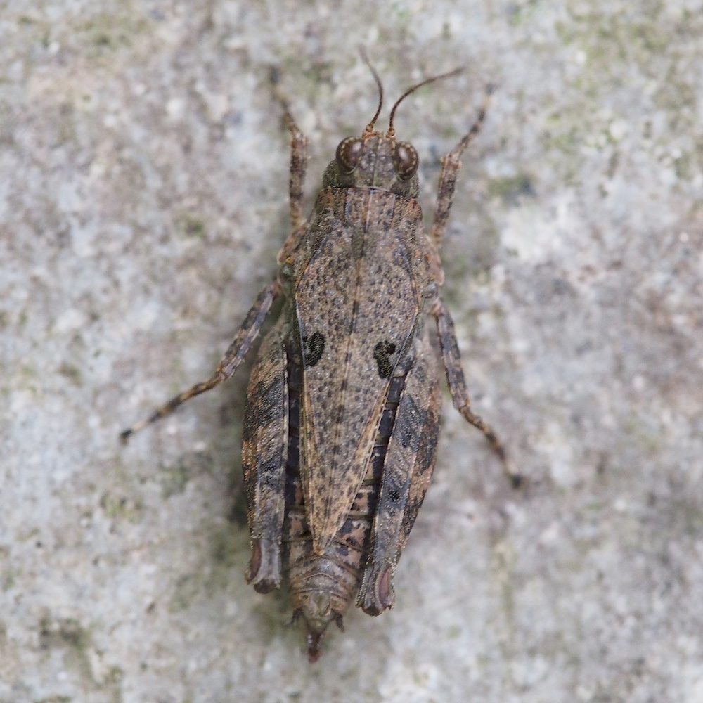 Tetrix japonica (Bolívar, 1887)