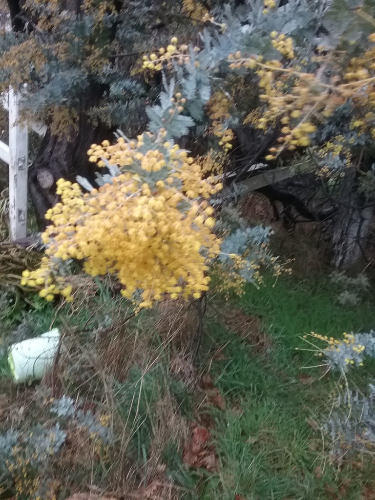 Acacia morada (Árboles de Teusaquillo) · iNaturalist